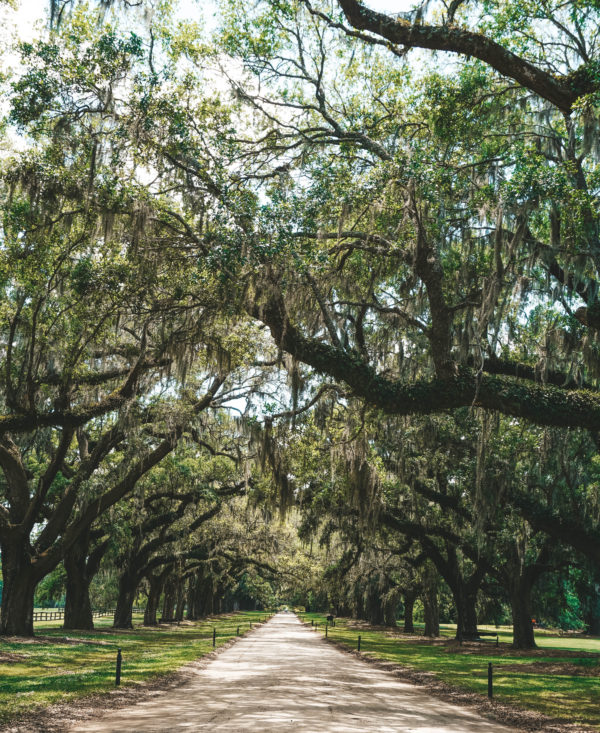 A Quick Guide to the Best Charleston Plantations